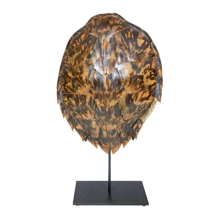 Vintage Tortoise Shell on Custom Iron Stand at 1stDibs