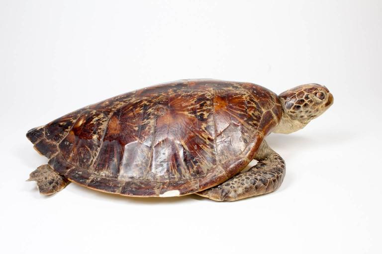 Antique Taxidermy Sea Turtle Tortoise Shell at 1stDibs