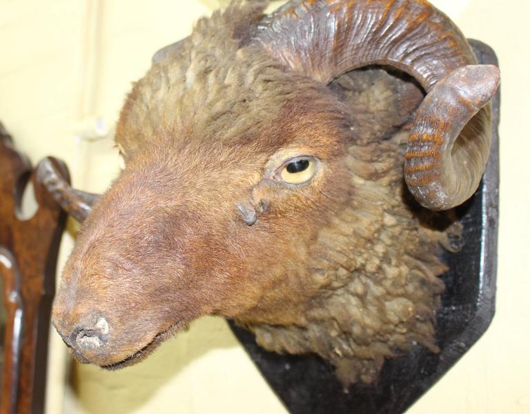 Mounted Antique Ram's Head Taxidermy at 1stDibs