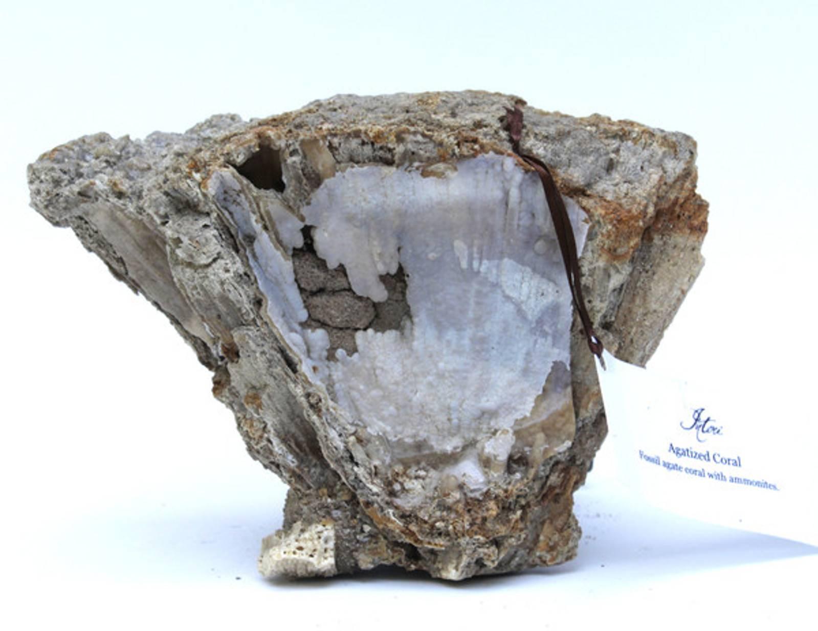 Fossil Agate Coral with a Stalactite For Sale at 1stDibs