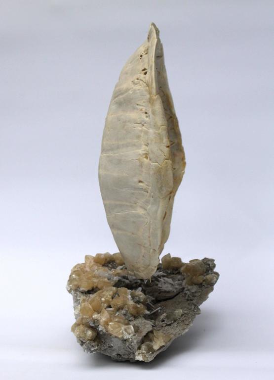 Large Bleached Snapper Turtle Shell On Calcite Crystals In Matrix at ...