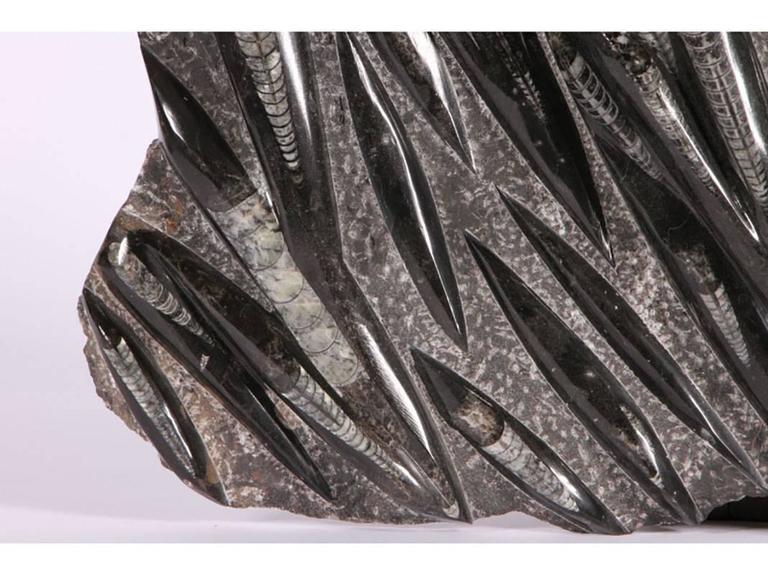 Large Polished Orthoceras Fossil Plate at 1stdibs