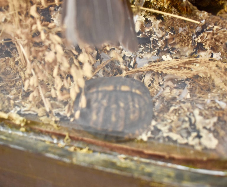 English Victorian Taxidermy Bell Jar, Cloche Diorama, Birds, Chipmunk ...