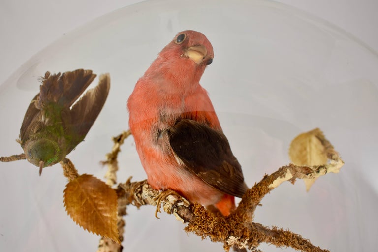 English Victorian Taxidermy Bell Jar, Cloche Diorama, Birds, Chipmunk ...