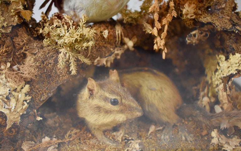 English Victorian Taxidermy Bell Jar, Cloche Diorama, Birds, Chipmunk ...
