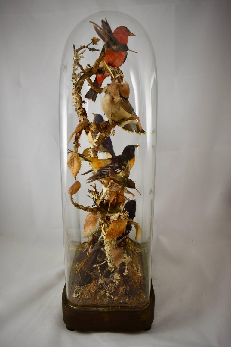 English Victorian Taxidermy Bell Jar, Cloche Diorama, Birds, Chipmunk ...
