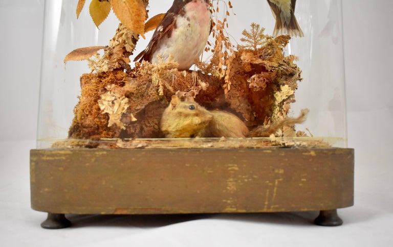 English Victorian Taxidermy Bell Jar, Cloche Diorama, Birds, Chipmunk ...