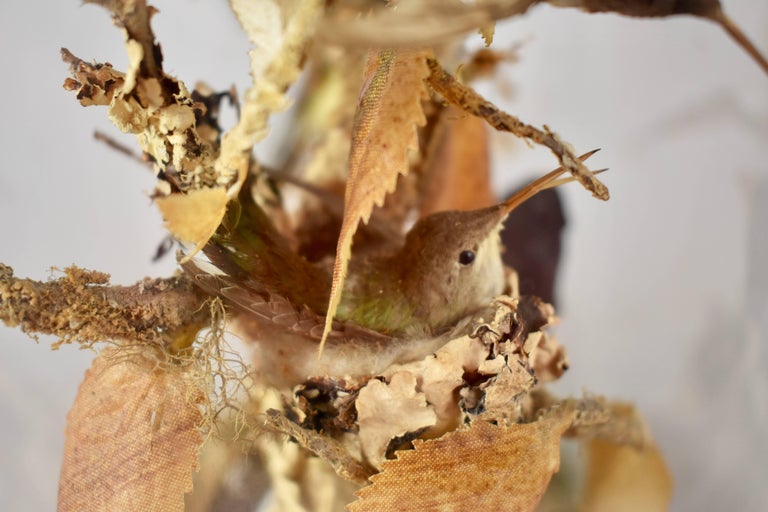 English Victorian Taxidermy Bell Jar, Cloche Diorama, Birds, Chipmunk ...