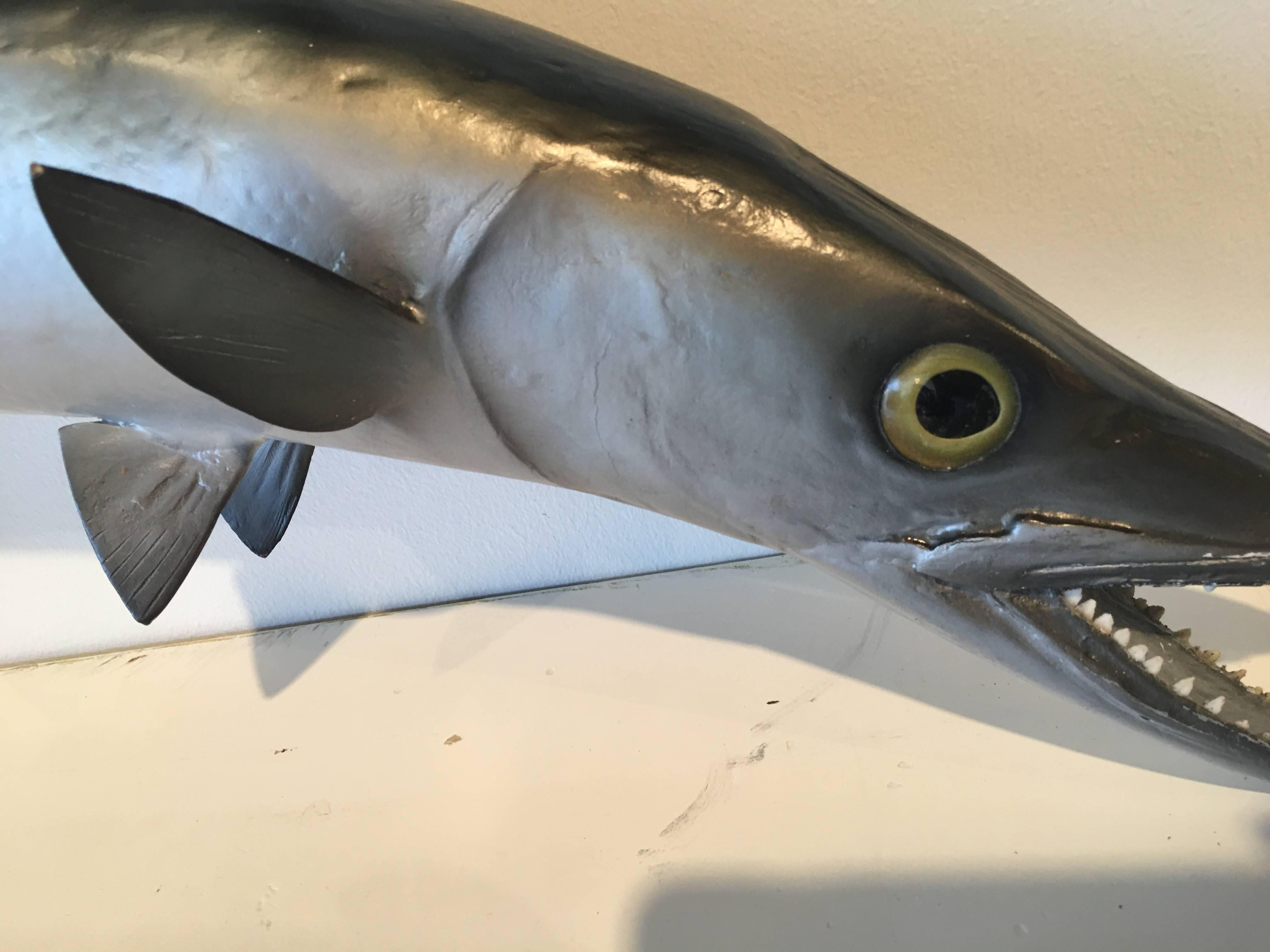 Vintage Taxidermy Barracuda Fish Wall Mount Hanging Palm Beach at ...