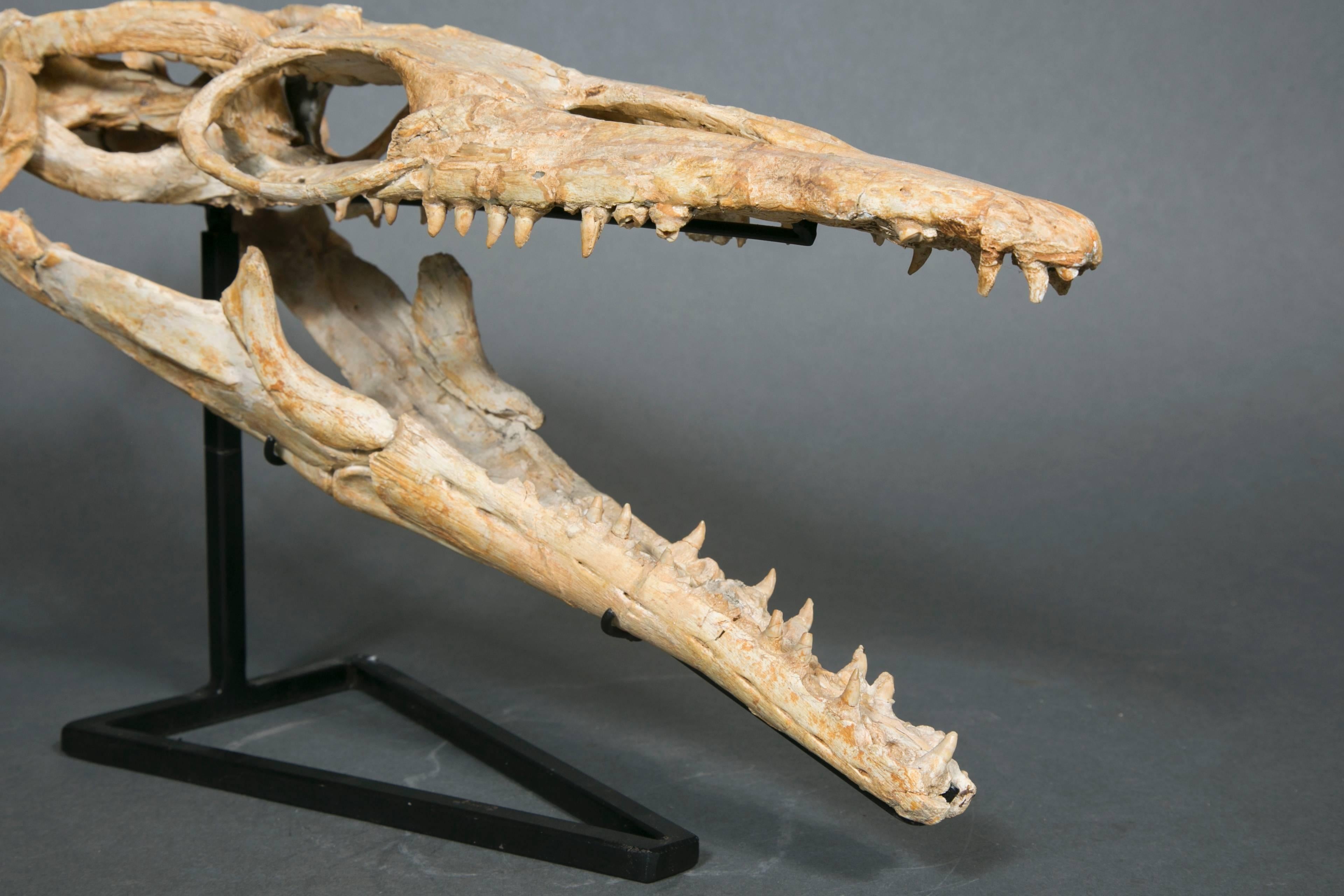 Fossil Skull of Halijsaurus on a Stand For Sale at 1stDibs