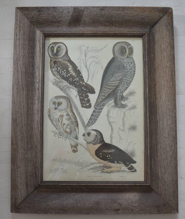 Original Antique Print of Owls, 1835 at 1stDibs