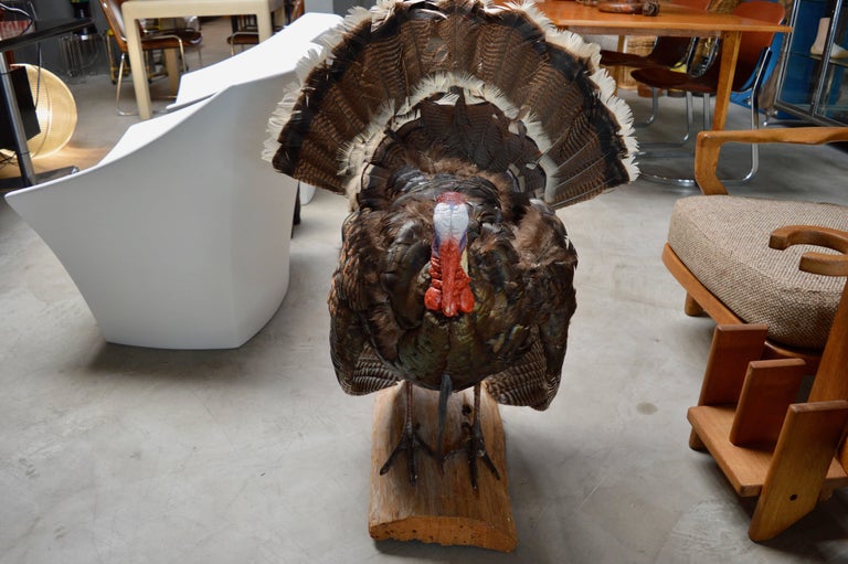Wild Turkey Taxidermy at 1stDibs