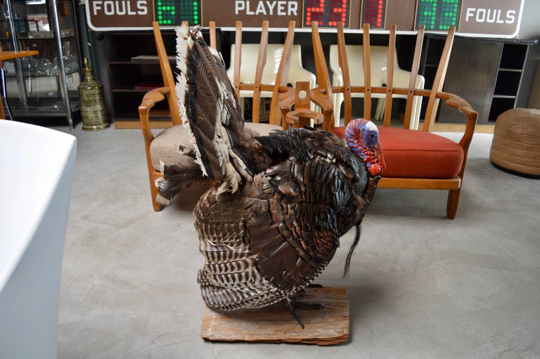 Wild Turkey Taxidermy at 1stDibs