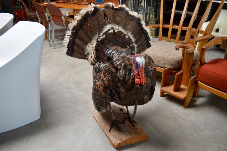 Wild Turkey Taxidermy at 1stDibs
