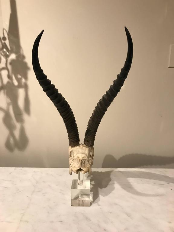 Large Suite of Three Kudu / Antelope Museum Mounted Horns and Skulls at ...
