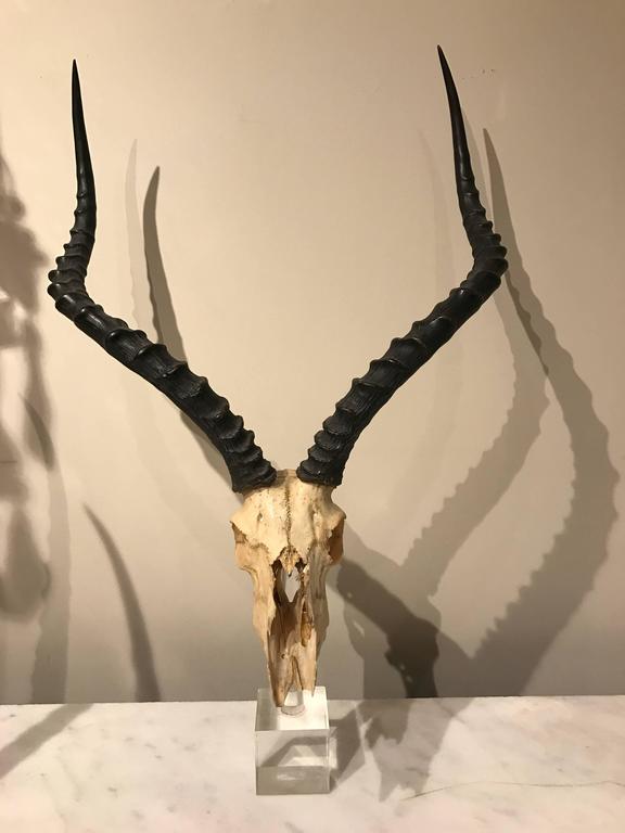 Large Suite of Three Kudu / Antelope Museum Mounted Horns and Skulls at ...