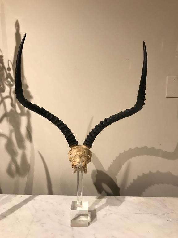 Large Suite of Three Kudu / Antelope Museum Mounted Horns and Skulls at ...