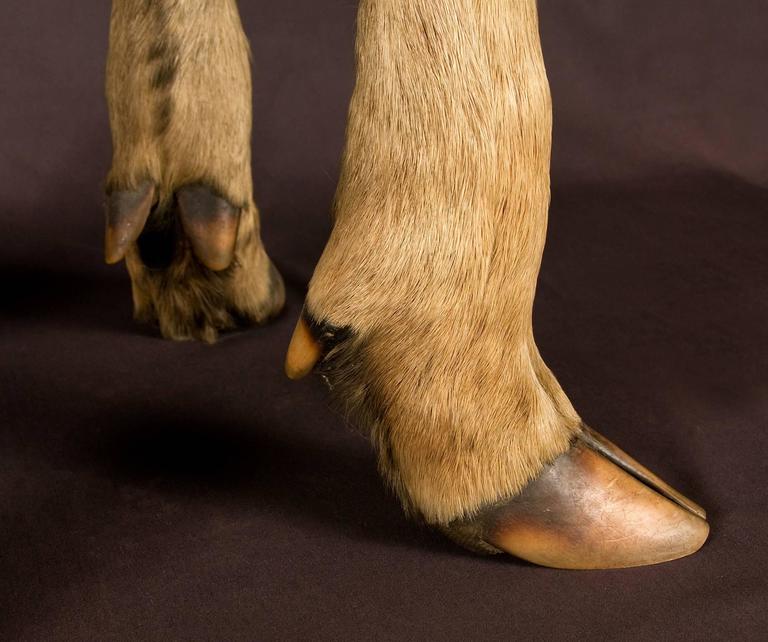 Moose Antler Stool with Pierced Wooden Seat on Four Moose Legs For Sale ...