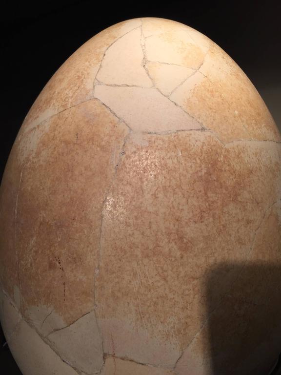 Large Reconstructed Elephant Bird's Egg at 1stDibs | elephant bird egg ...