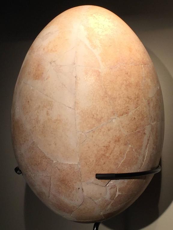 Large Reconstructed Elephant Bird's Egg at 1stDibs | elephant bird egg ...
