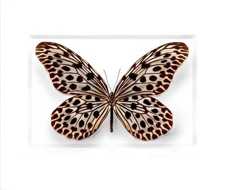 Rice Paper Butterfly at 1stDibs