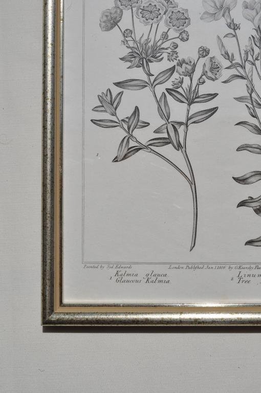 Rare 19th Century Antique Botanical Prints of Beautiful and Exotic ...