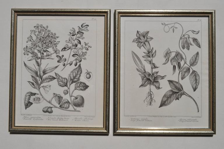 Rare 19th Century Antique Botanical Prints of Beautiful and Exotic ...