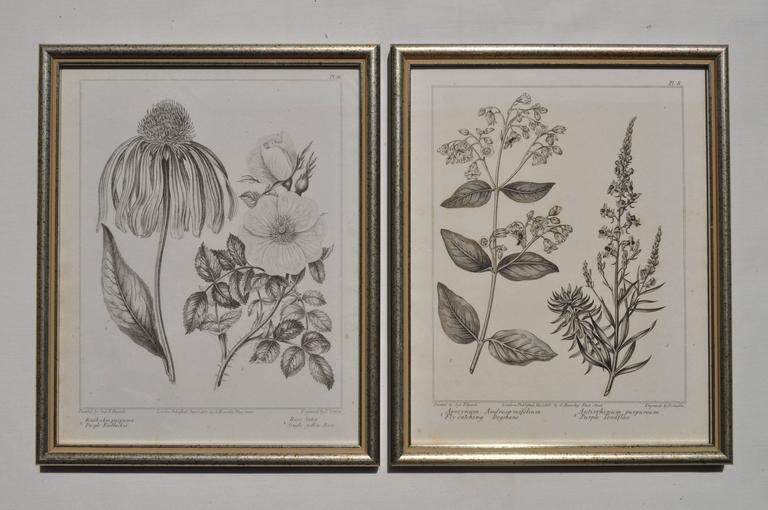 Rare 19th Century Antique Botanical Prints of Beautiful and Exotic ...