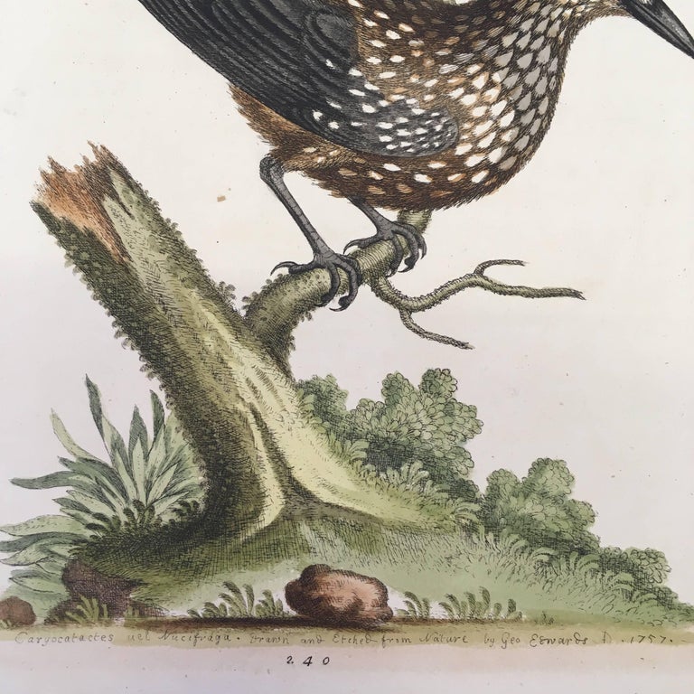 Set of 12 Bird Prints by George Edwards, circa 1750 For Sale at 1stDibs
