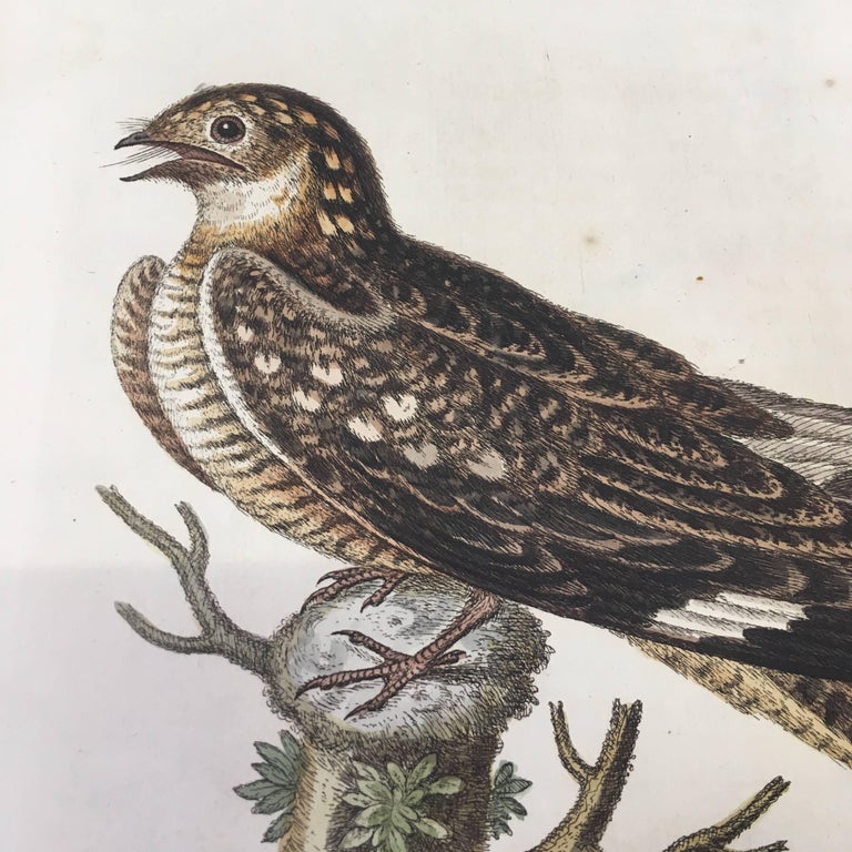 Set of 12 Bird Prints by George Edwards, circa 1750 For Sale at 1stDibs
