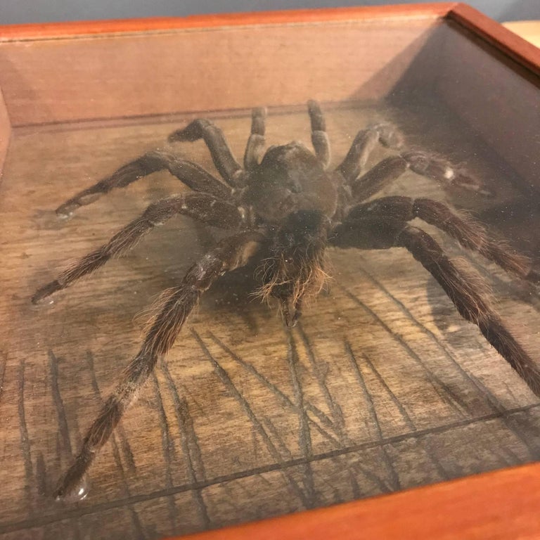 Boxed Display Tarantula Spider Taxidermy For Sale at 1stDibs