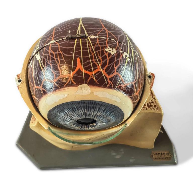 20th Century Flemish Wunderkammer Anatomical Human Eye Model, Plaster ...