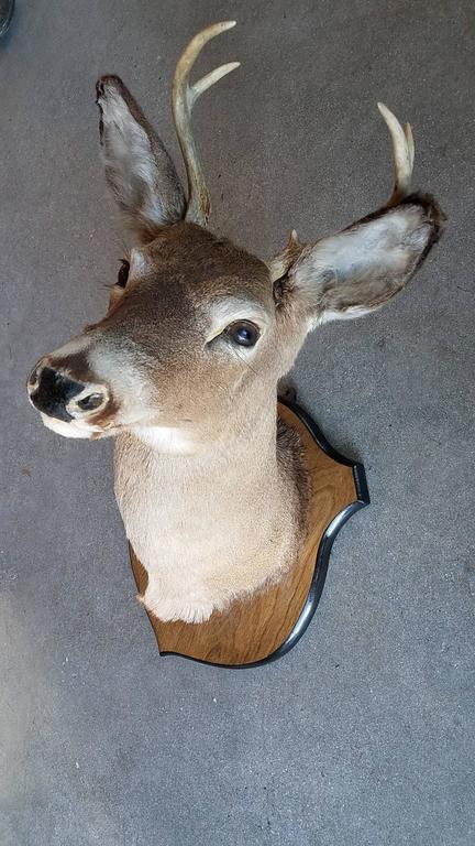 Beautiful Four Point Deer Head Mount Taxidermy For Sale at 1stDibs ...