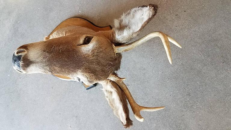 Beautiful Four Point Deer Head Mount Taxidermy For Sale at 1stDibs ...