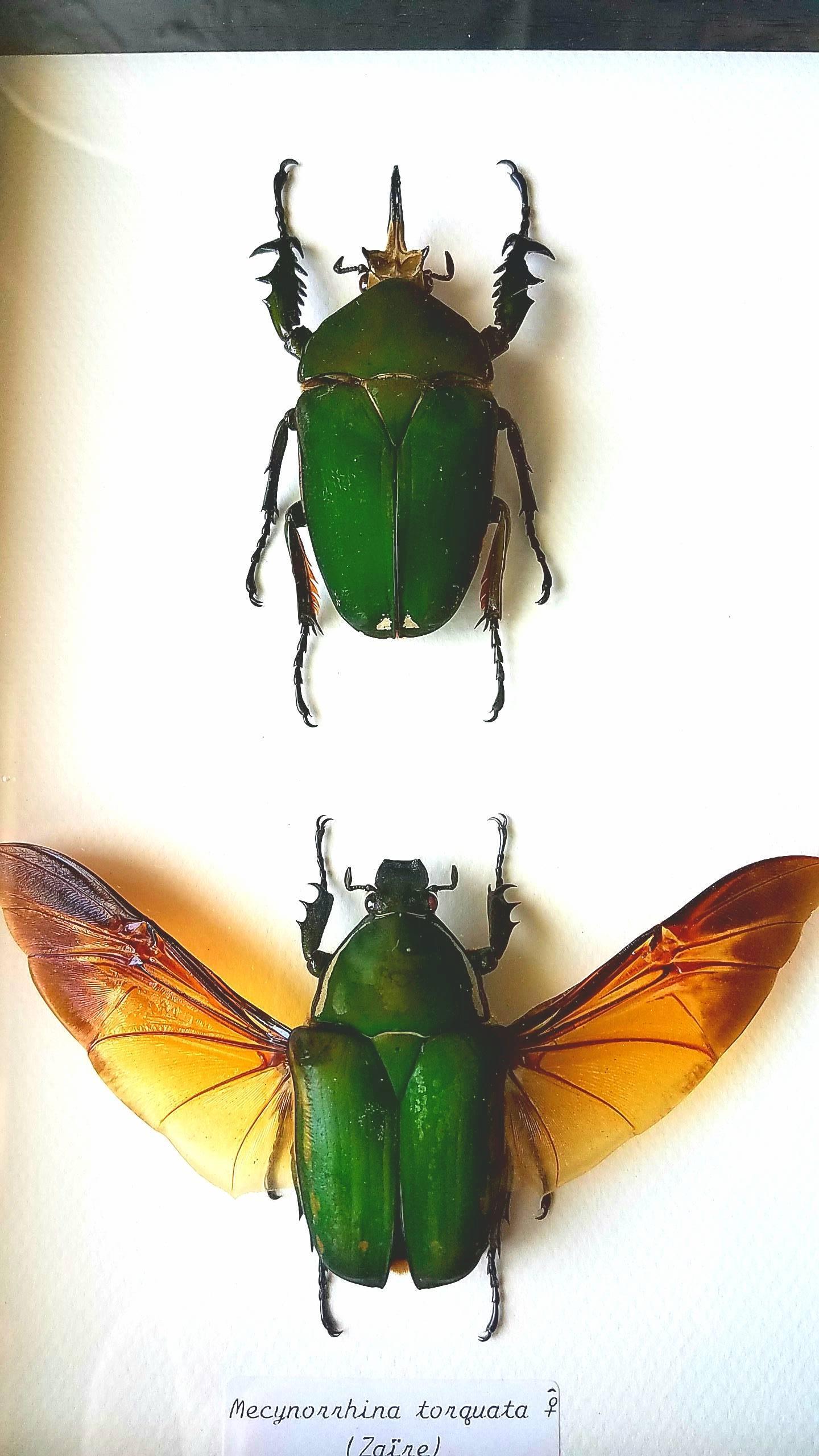 Extraordinary Beetle Taxidermy with Winged Exhibition at 1stDibs
