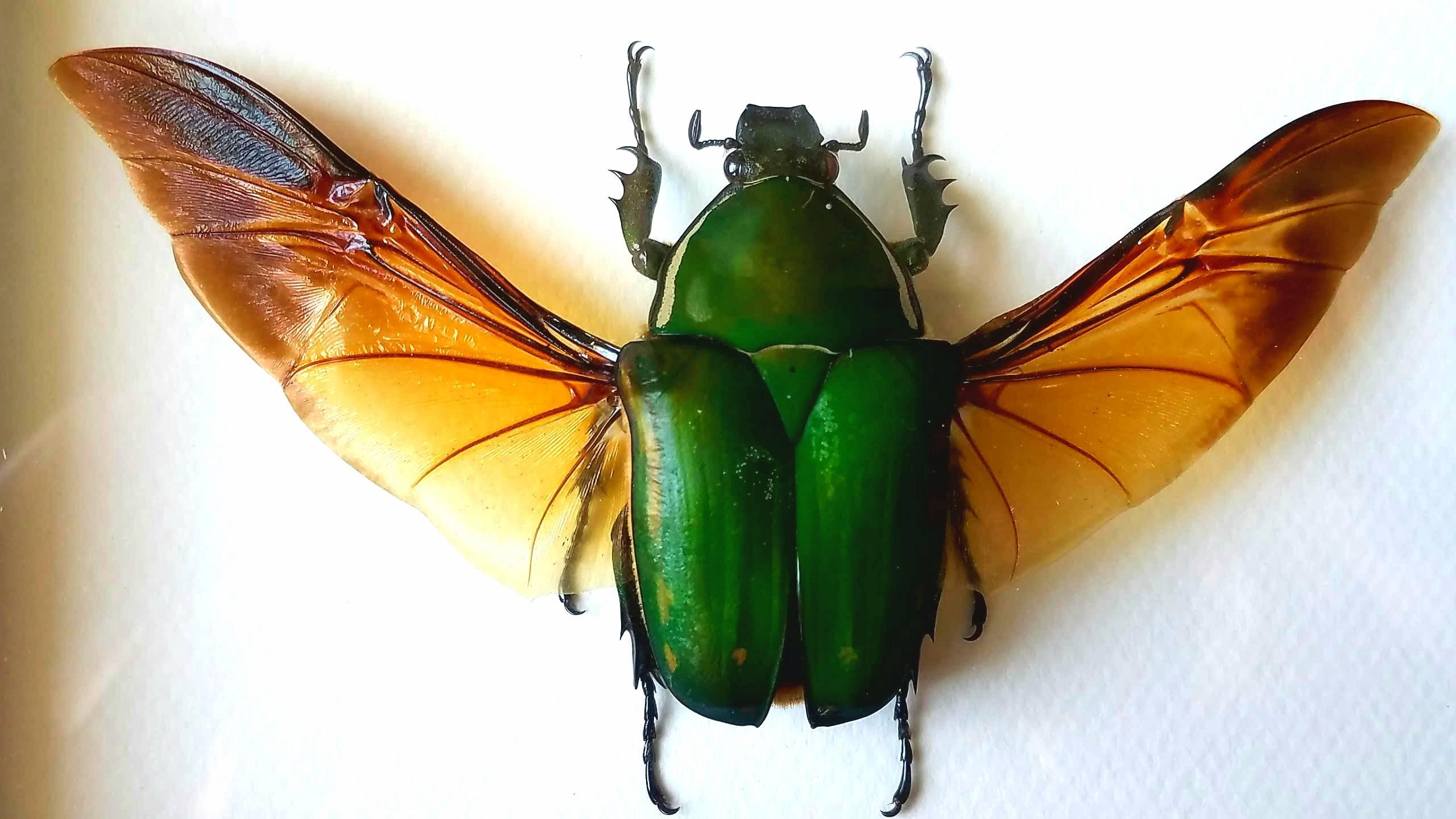 Extraordinary Beetle Taxidermy with Winged Exhibition at 1stDibs