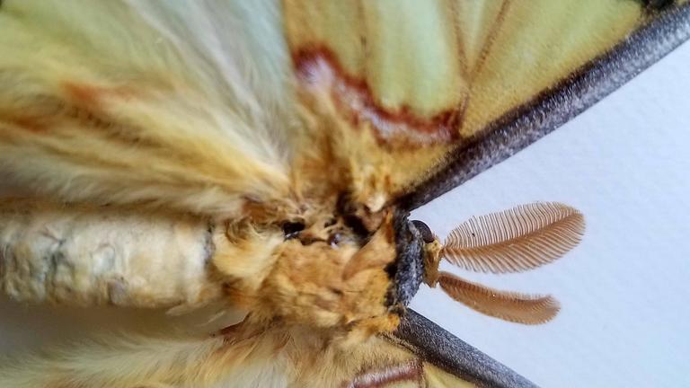 Spectacular Luna Moth Taxidermy Mounted in a Glassed Frame at 1stdibs