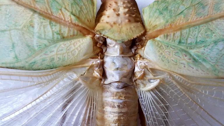 Exceptional Insect Taxidermy Mounted in Glassed Frame at 1stDibs