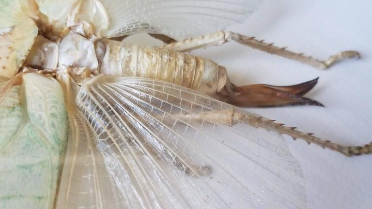 Exceptional Insect Taxidermy Mounted in Glassed Frame at 1stDibs