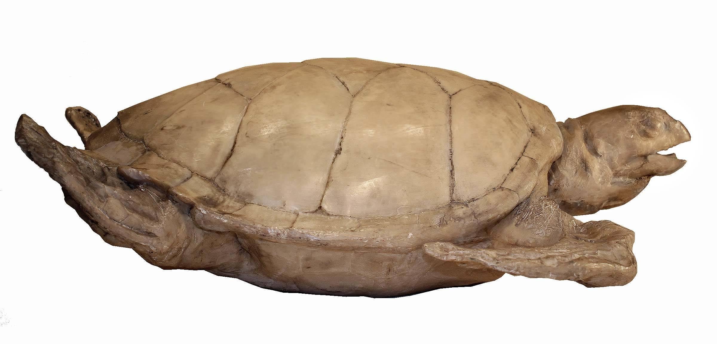 Large Vintage Resin Sea Turtle at 1stDibs | large resin sea turtle ...