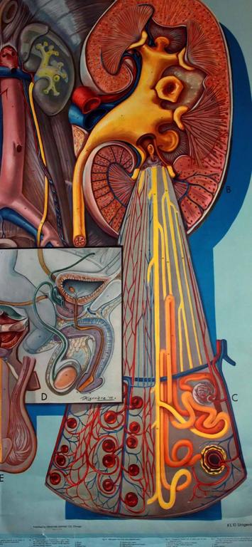 Vintage Science Poster at 1stDibs