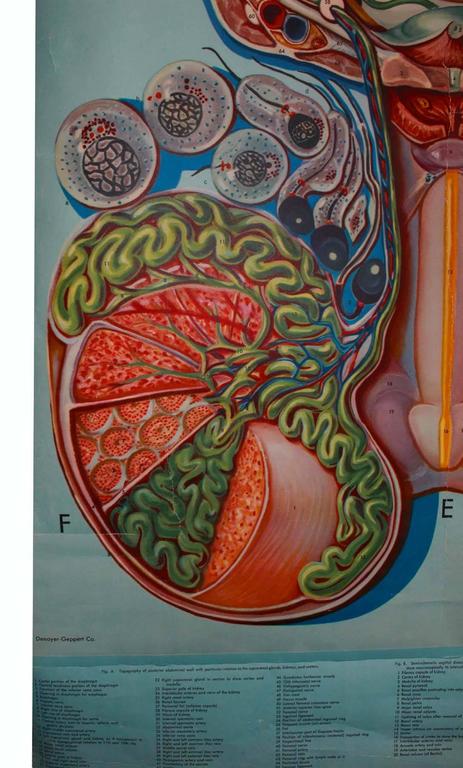 Vintage Science Poster at 1stDibs