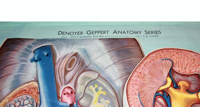 Vintage Science Poster at 1stDibs