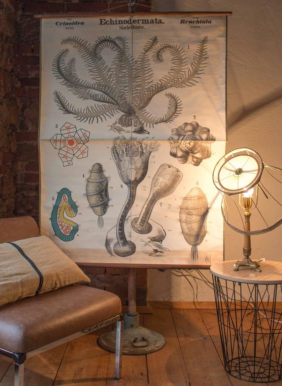 Antique Wall Chart Echinoderm by Rudolf Leuckart, 1885 For Sale at ...