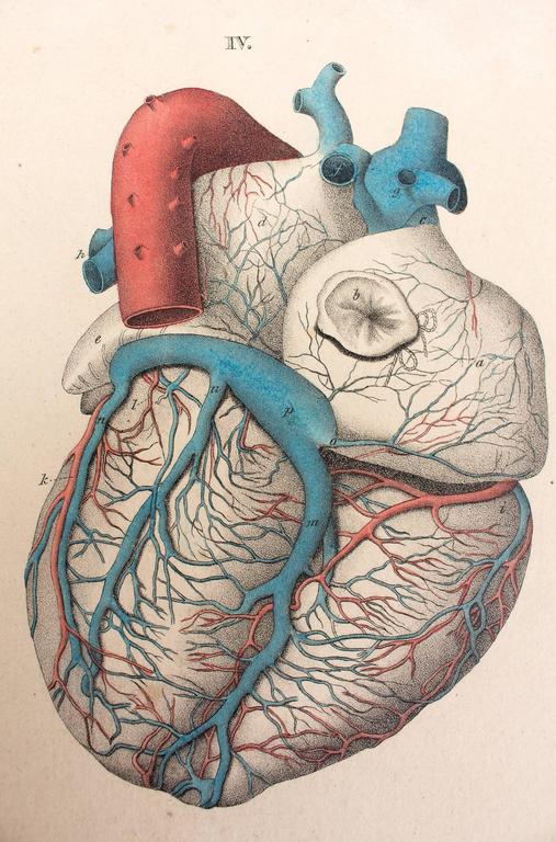 Vintage Anatomical School, Teaching Chart, M.J. Weber, 1830 For Sale at ...