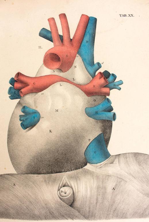 Vintage Anatomical School, Teaching Chart, M.J. Weber, 1830 For Sale at ...