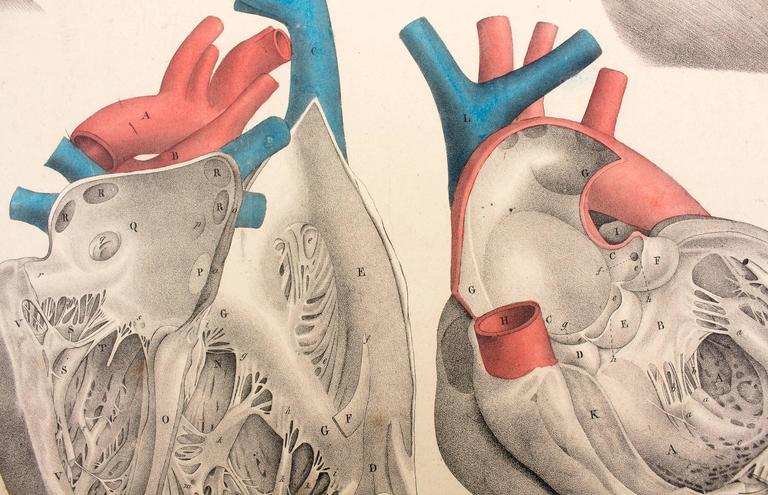 Vintage Anatomical School, Teaching Chart, M.J. Weber, 1830 For Sale at ...
