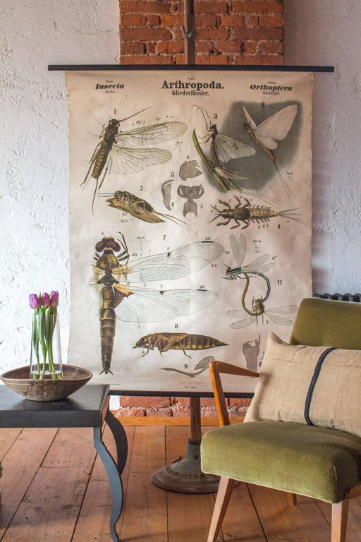 Vintage 19th Century Wall Chart by Rudolf Leuckart, Orthoptera, Insects ...