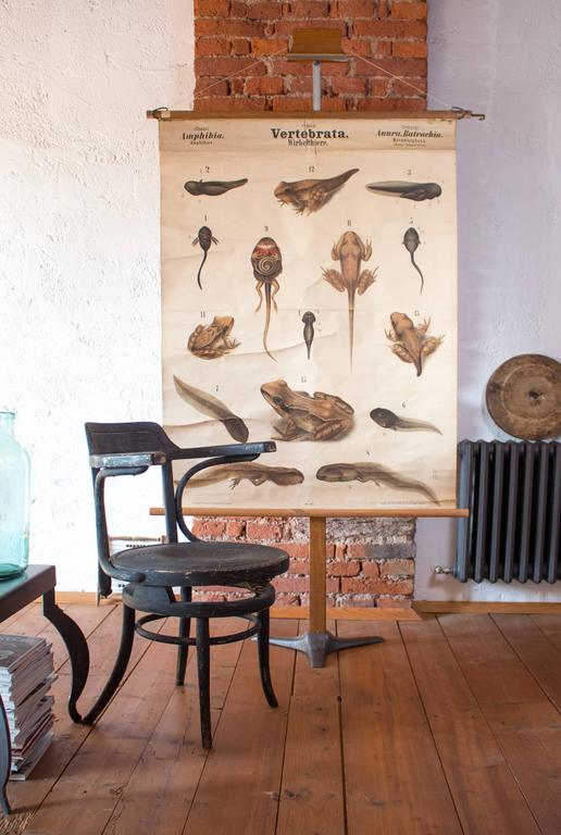 Rare 19th Century Wall Chart by Rudolf Leuckart, Frog, Amphibia, 1879 ...