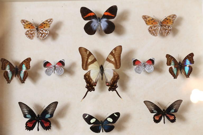 Vintage Butterfly Specimen Collection at 1stDibs | vintage butterfly ...